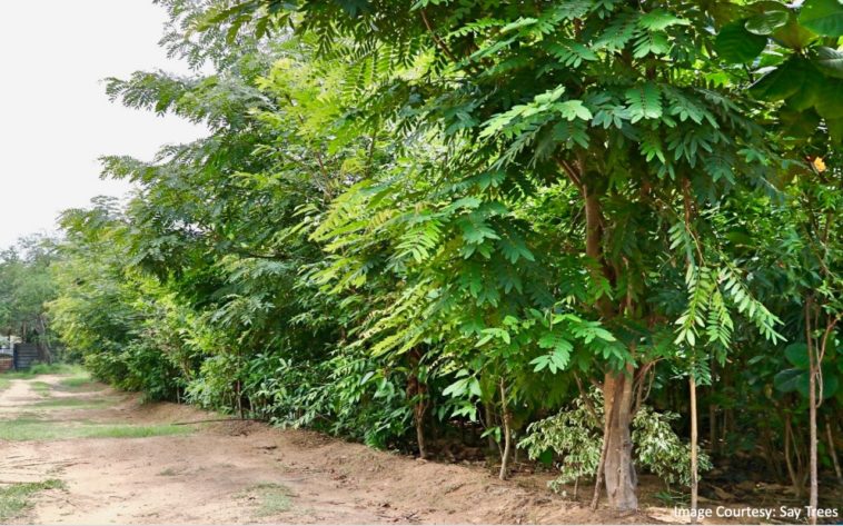 12K trees,1 acre: NGO is creating a dense forest in the middle of Mumbai