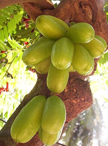 Mangaluru Teens Use Traditional Fruit,Make Eco-friendly Rubber