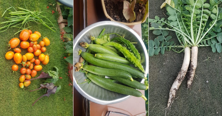 Indore Man Grows His Own Food In His Terrace Garden!