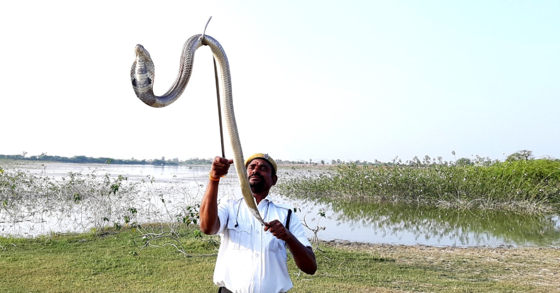 A local hero, this Telangana cop has rescued 1300 snakes in 5 years