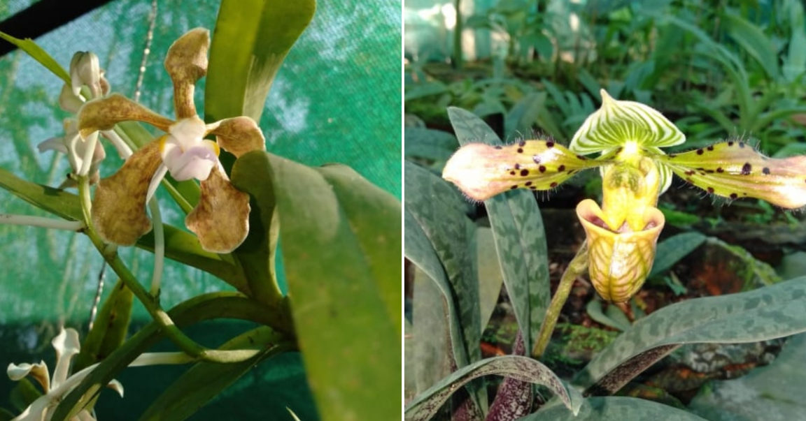 Fighting to Save Flowers: These Men & Women Are the Orchid Whisperers ...
