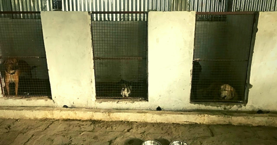 14-YO Turns Saviour For Strays,Builds Shelter For 40+ Dogs