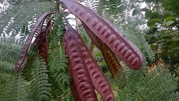 Subabul: One Tree Could Be the Answer to India’s Fodder, Fuel Needs