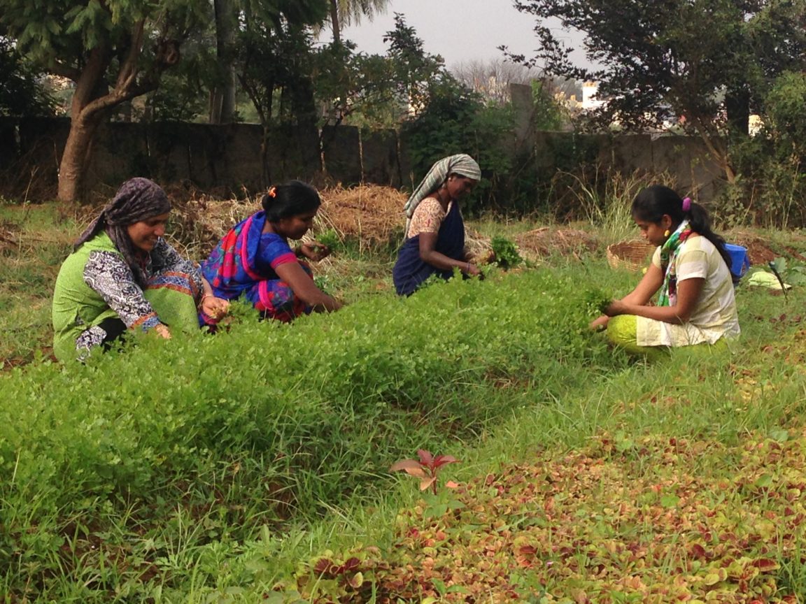 200 Native Veggies in 2 acres: Meet the Karnataka Seed Guardian