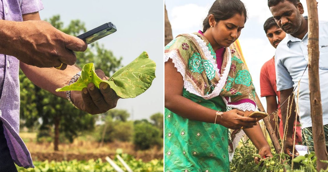 How Phones are Turning into Plant Doctors for Thousands of Farmers