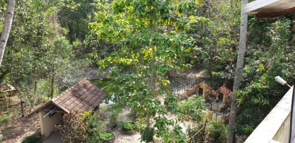 Working for 40 Years, 85-YO Devaki Amma Grew a Forest All By Herself!