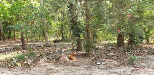 Working for 40 Years, 85-YO Devaki Amma Grew a Forest All By Herself!