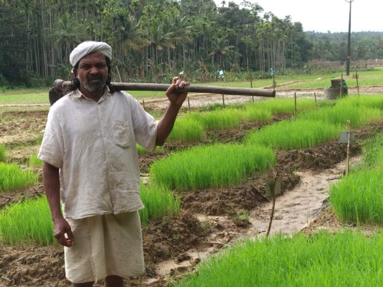 Kerala’s 'Guardian of Native Paddy' Lives in a 150-YO Home Made of Mud ...
