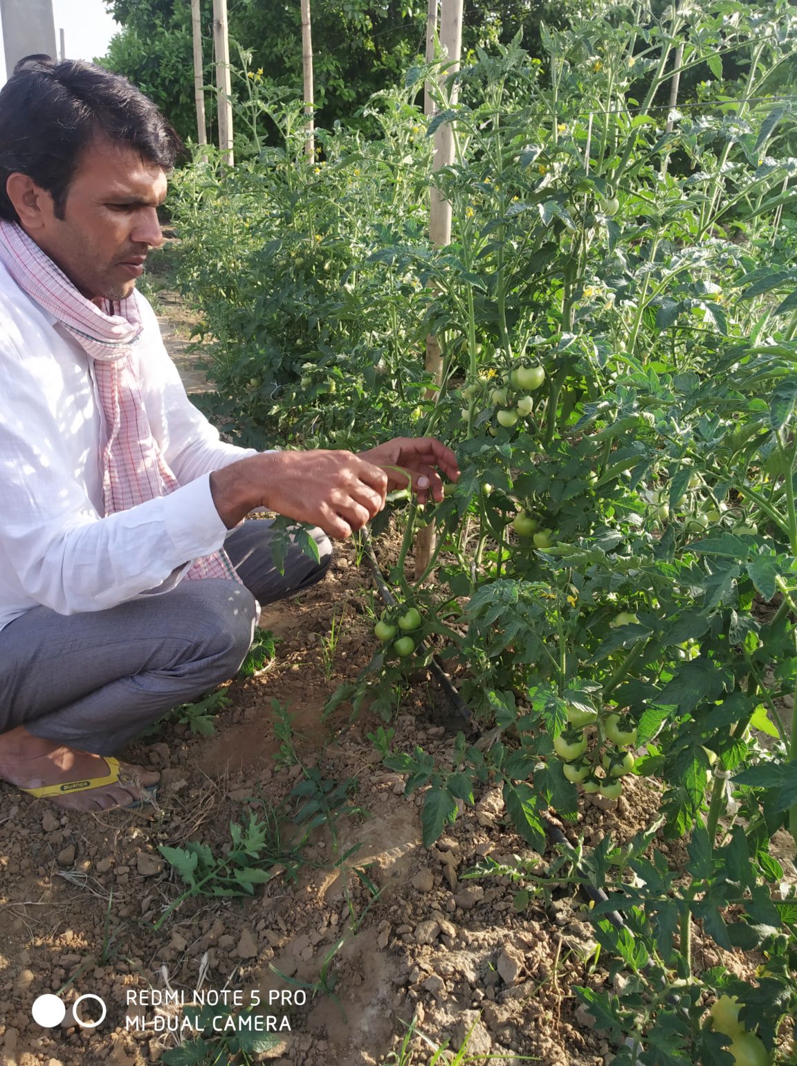 Gurugram Farmer’s Technique Stops Veggie Wastage, Multiplies Income