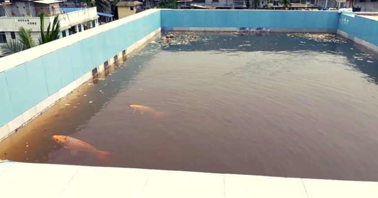 Assam Man Farms Fish in Rooftop Pond, Turns Waste into Bio-Pesticides!