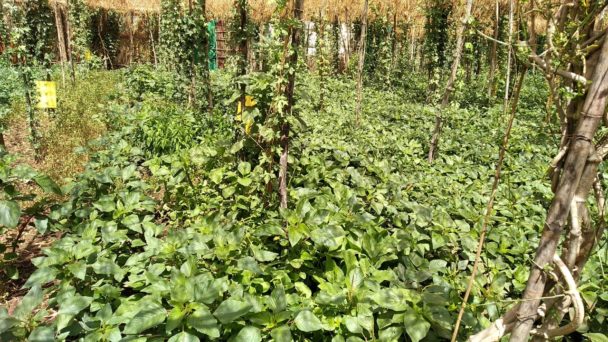 MP Farmer Grows Organic Food in 5 Layers, Earns Millions From 2.5 Acre