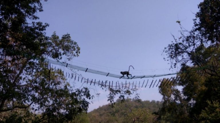 Kerala Sanctuary Builds 'Canopy Bridges', Saves Animals From Road Hits!