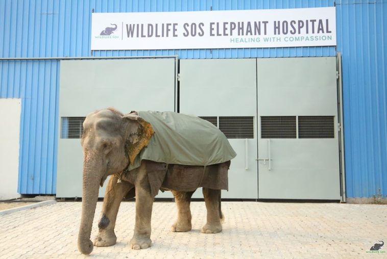 Inside India's First Water Clinic For Elephants on the Banks of Yamuna
