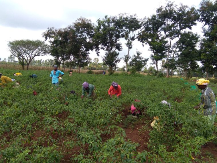 Karnataka Tribal Woman turns into Organic 'Super Farmer', earns in Lakhs!
