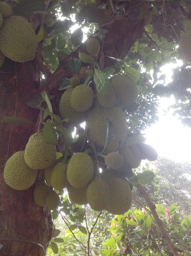 Award-Winning Kerala Farmer's Food Forest Helps Him Reap Gold From ...