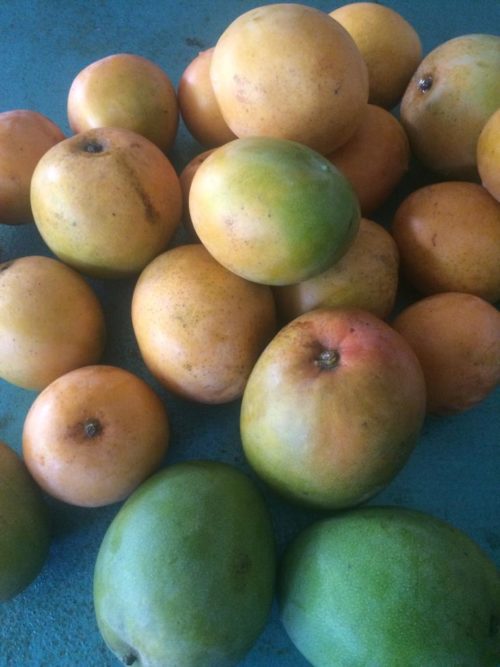 TN Farmer Brings Back Rare Mangoes That Were On Verge of Extinction!