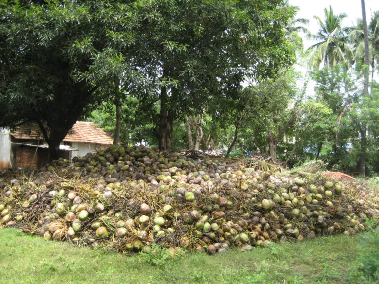 Karnataka Man Built a 21-Acre Food Forest in 23 years