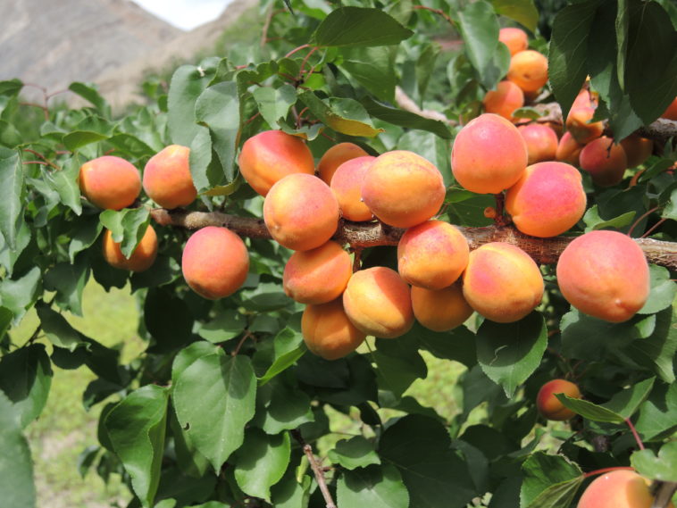 Fresh & Organic: Why Ladakh is Home to The World's Sweetest Apricots!