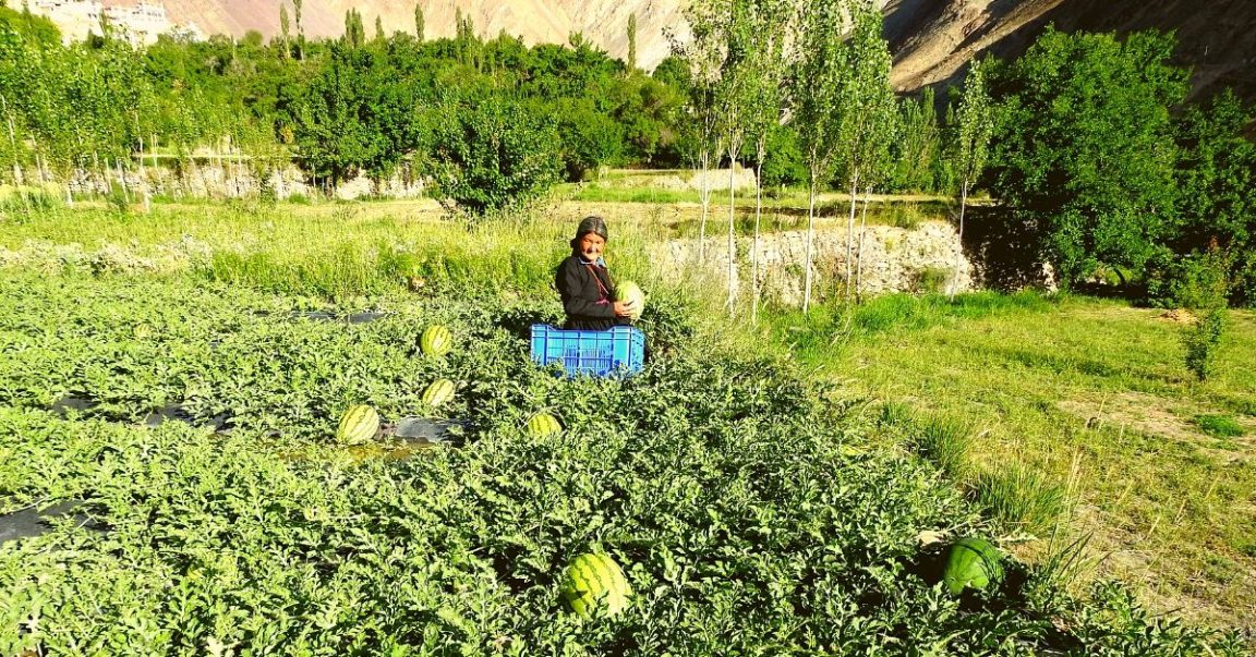 DRDO Helps Ladakh Farmers Grow Watermelons, Tomatoes In Ladakh!
