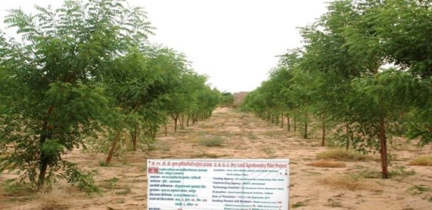 Can a Tree Grow with Just 1 Litre of Water? 68-YO Has Grown 50,000!