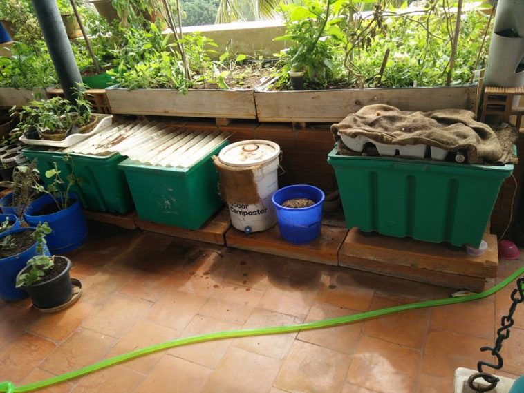 Vermicomposting in Apartments: A 2 Ft Box can Nourish a Balcony Garden