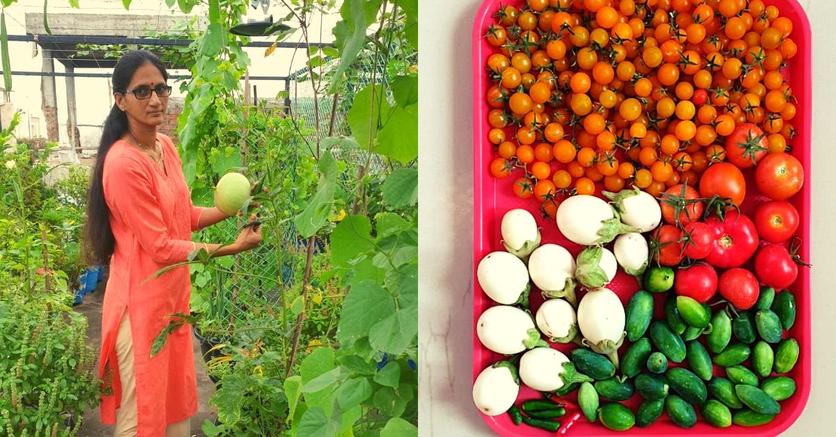Andhra Lady Upcycles Waste, Grows 30+ Veggies on Her Terrace
