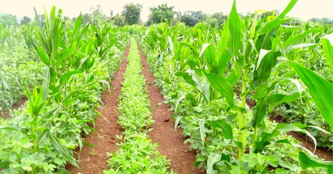 Zero-Budget Natural Farming Doubles Farmer’s Income In 6 Months