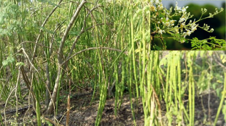 Maharashtra Farmers Are Earning Lakhs By Growing a Desi Superfood!