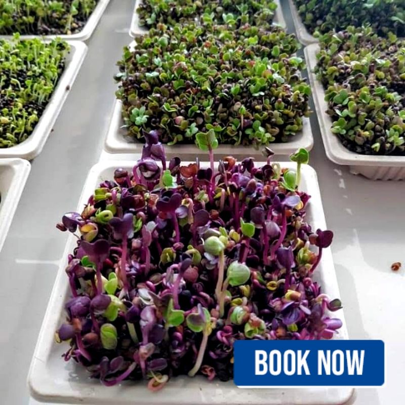 Learn to Grow Microgreens in 3 Hrs from Delhi Mom Who Sells 500/Month