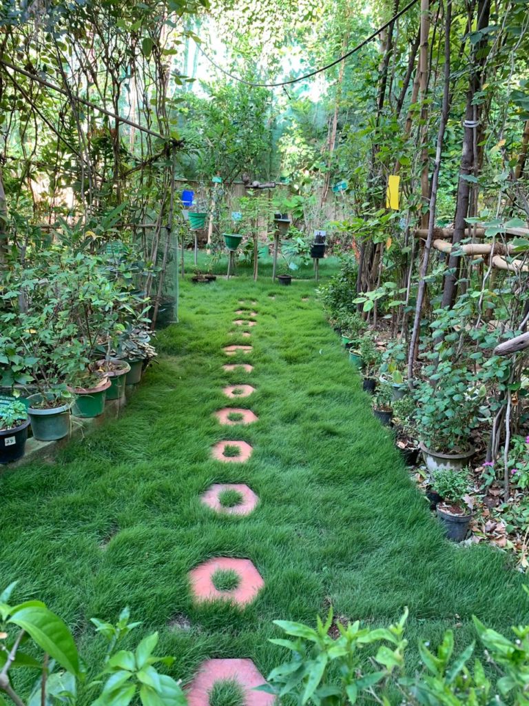 Chennai Man's Home Forest Has 350+ of India's Rarest Plants!