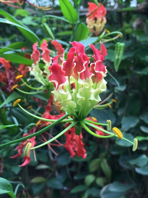 Chennai Man's Home Forest Has 350+ of India's Rarest Plants!