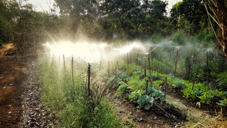 Maharashtra Farmer Grows 180+ Varieties of Food Through Multicropping