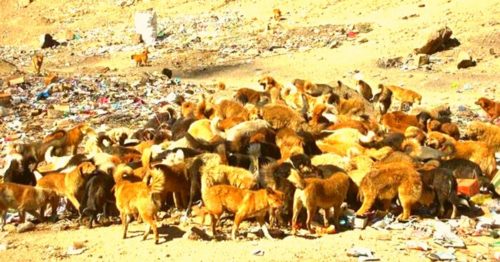 'They've Even Killed People': How Leh is Tackling Feral Dogs Humanely