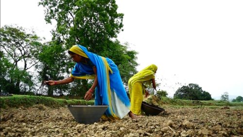 A Bihar Village Ushers in an Organic Farming Revolution in Just 4 Yrs