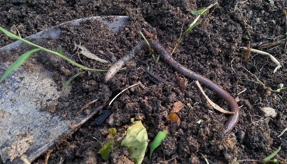 How to Compost: 5 Steps That'll Give You Organic Manure in Just 40 Days!