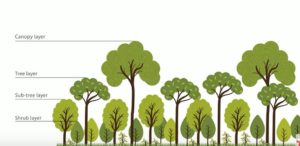 How to Grow a Forest Using The Miyawaki Method In Minimal Space