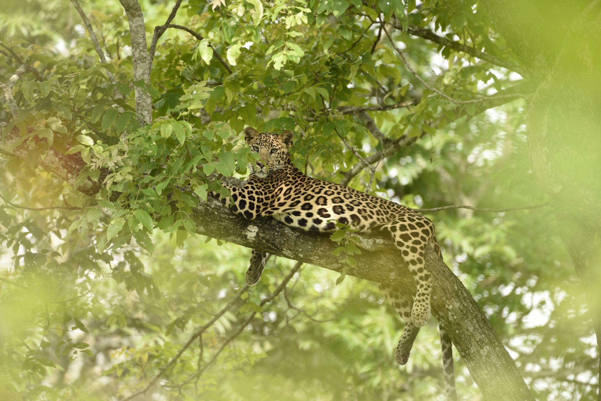 Wild Karnataka: India's Landmark Wildlife Documentary That Took 4 Years ...