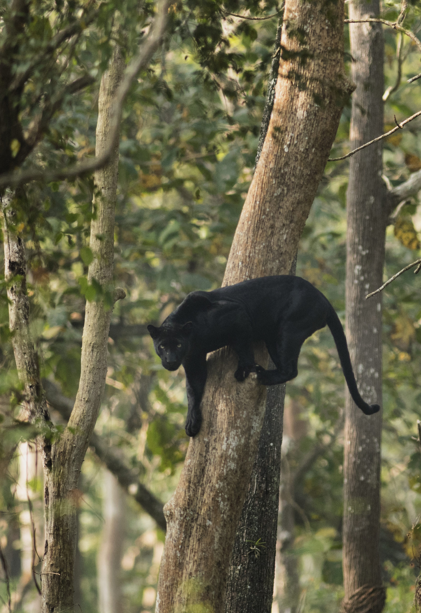 Wild Karnataka: India's Landmark Wildlife Documentary That Took 4 Years ...