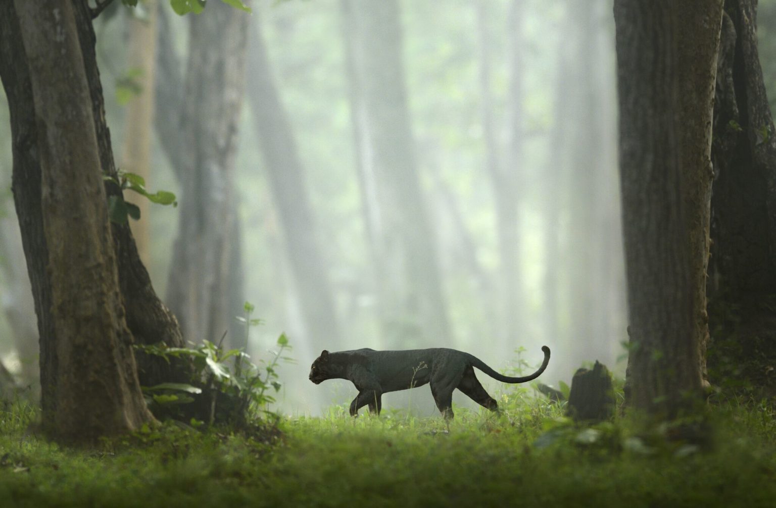 How 'The Real Black Panther' Overcame the Odds to Rule Nagarhole