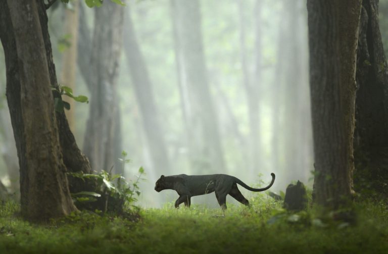 How 'The Real Black Panther' Overcame the Odds to Rule Nagarhole