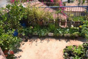 This Goa Couple Grow Veggies & Fish Without Using Soil or Chemicals!