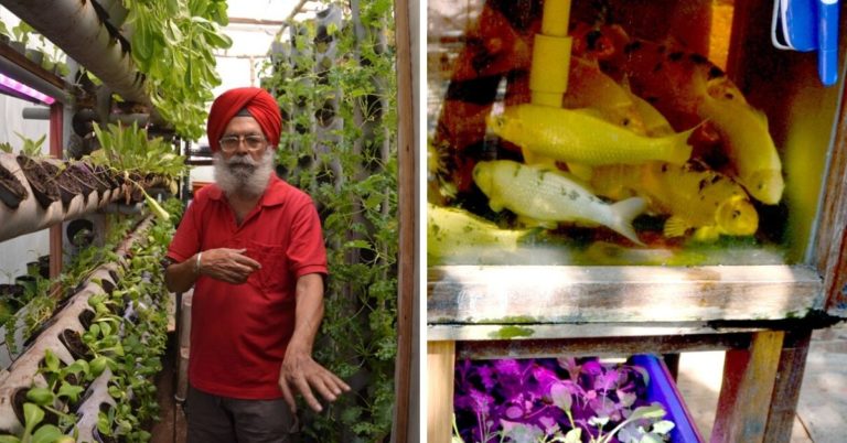 This Goa Couple Grow Veggies & Fish Without Using Soil or Chemicals!