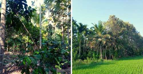 Mini Forest in 5 Acre Land Boosts Karnataka Farmer's Income to 25 Lakh