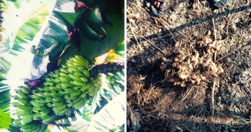 Mini Forest in 5 Acre Land Boosts Karnataka Farmer's Income to 25 Lakh