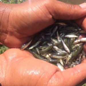 25,000 Trained To Fish 'Inland': How One Jharkhand Man Created a Food ...