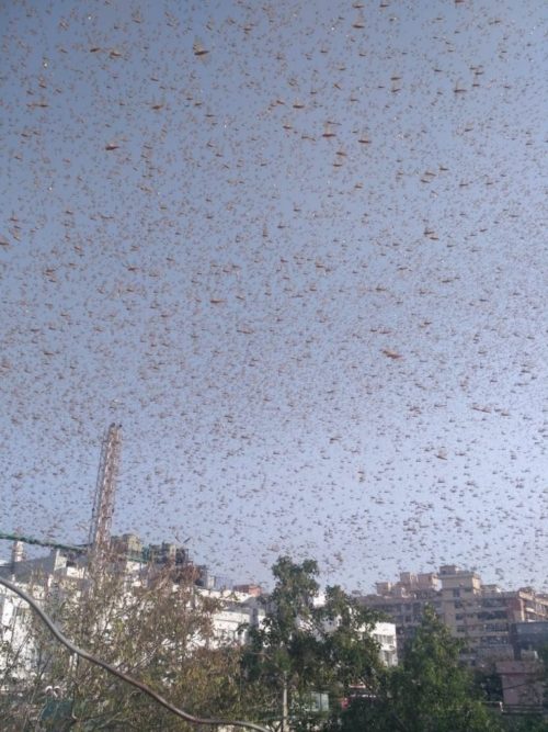 Why Are Deadly Locusts Swarming India? An Expert Reveals The Answer
