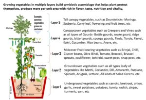 Scientist Shares How to Grow 5 Vegetables in a Garden Pot, Save Water