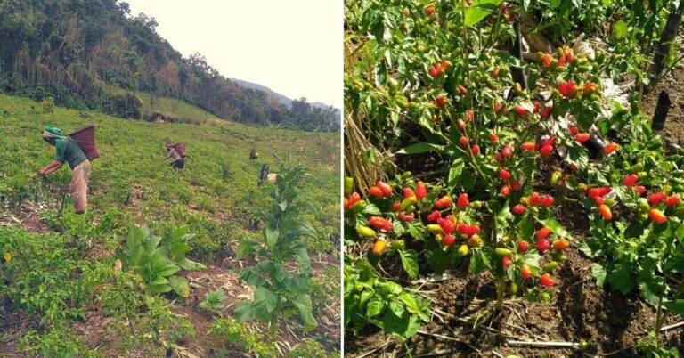 IAS Officer Helps Mizoram's Chilli Farmers Increase Earning by 14 Times