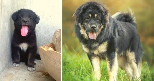 Rajapalayam to Combai: How to Adopt Native Indian Dog Breeds