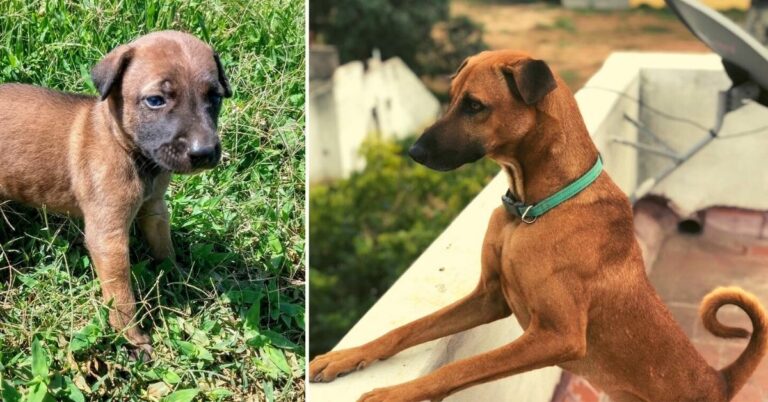 Rajapalayam to Combai: How to Adopt Native Indian Dog Breeds